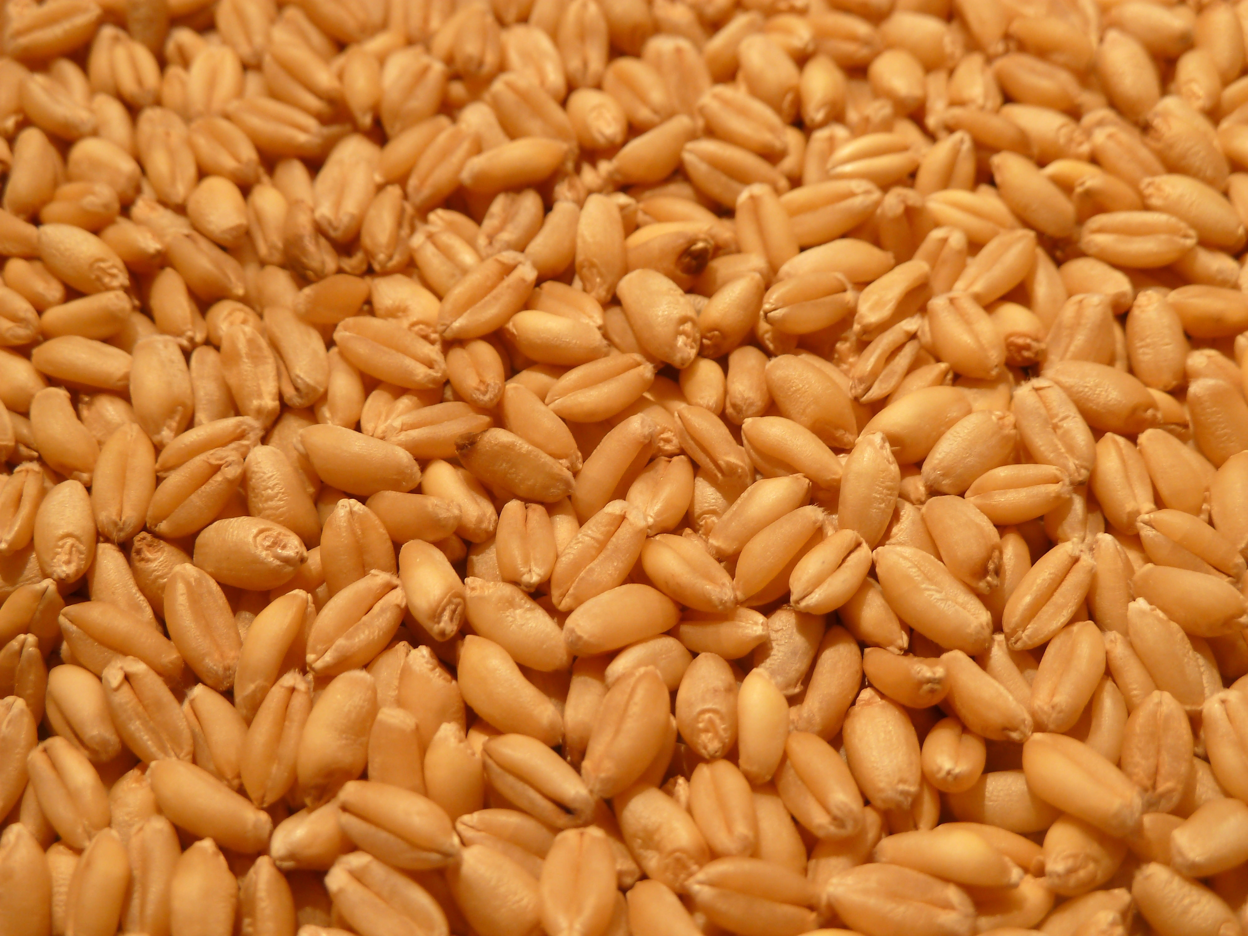 Westland Seed, Inc.Soft White Spring Wheat - Westland Seed, Inc.