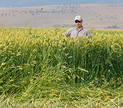 Westland Seed, Inc.Forage Barley - Westland Seed, Inc.